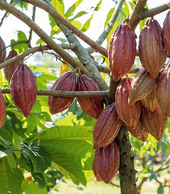Hull Farm Cocoa Bean Shell Mulch - Farmingdale, NY - Starkie Bros.